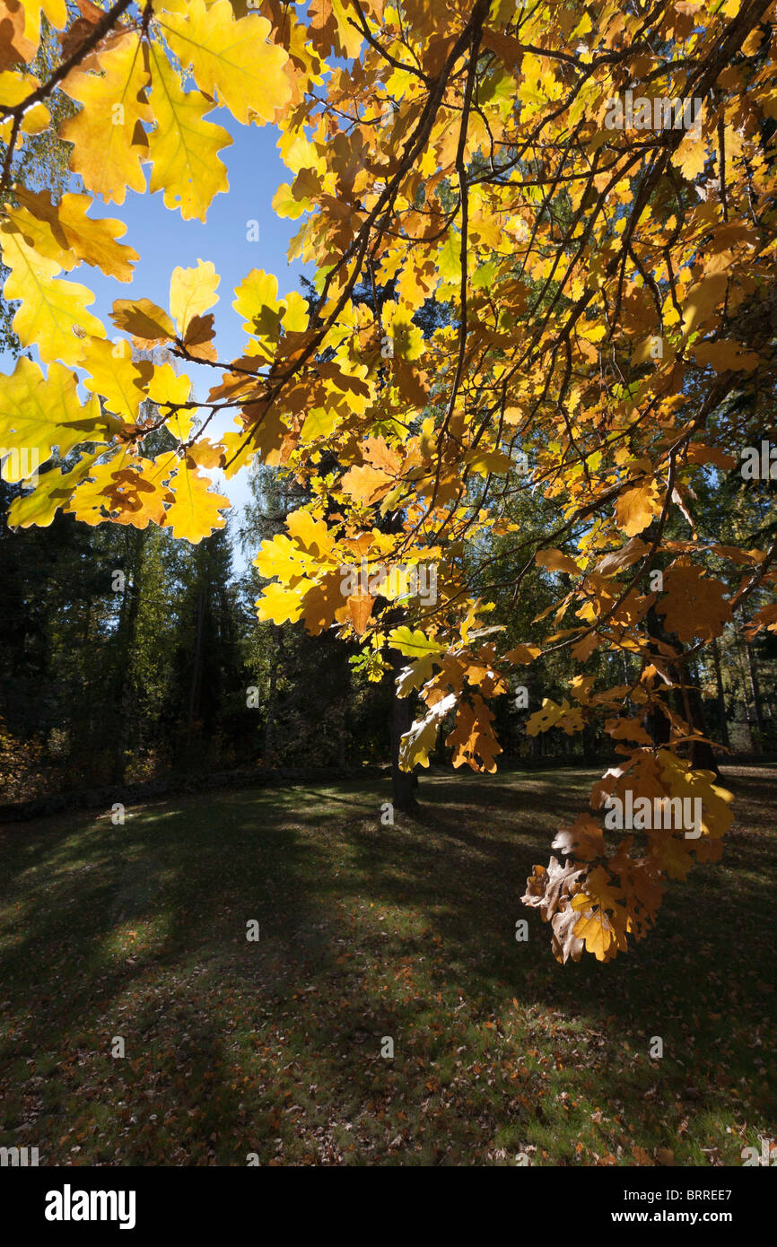 Finland oak hi-res stock photography and images - Alamy