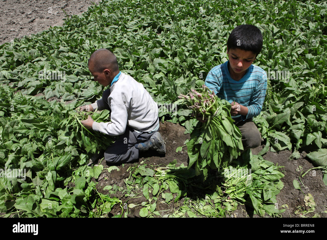 agricultural activities in Afghanistan Stock Photo - Alamy