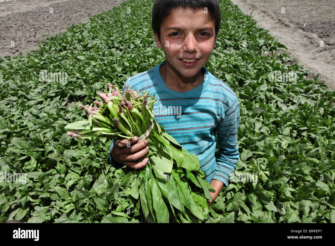 Afghan child labour hi-res stock photography and images - Alamy