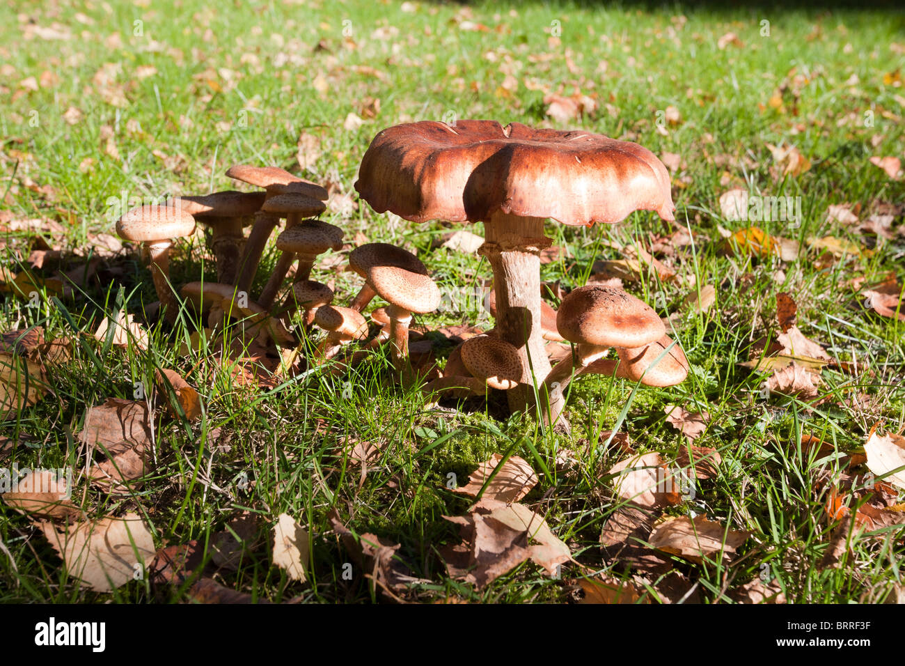 Season armillaria hi-res stock photography and images - Alamy