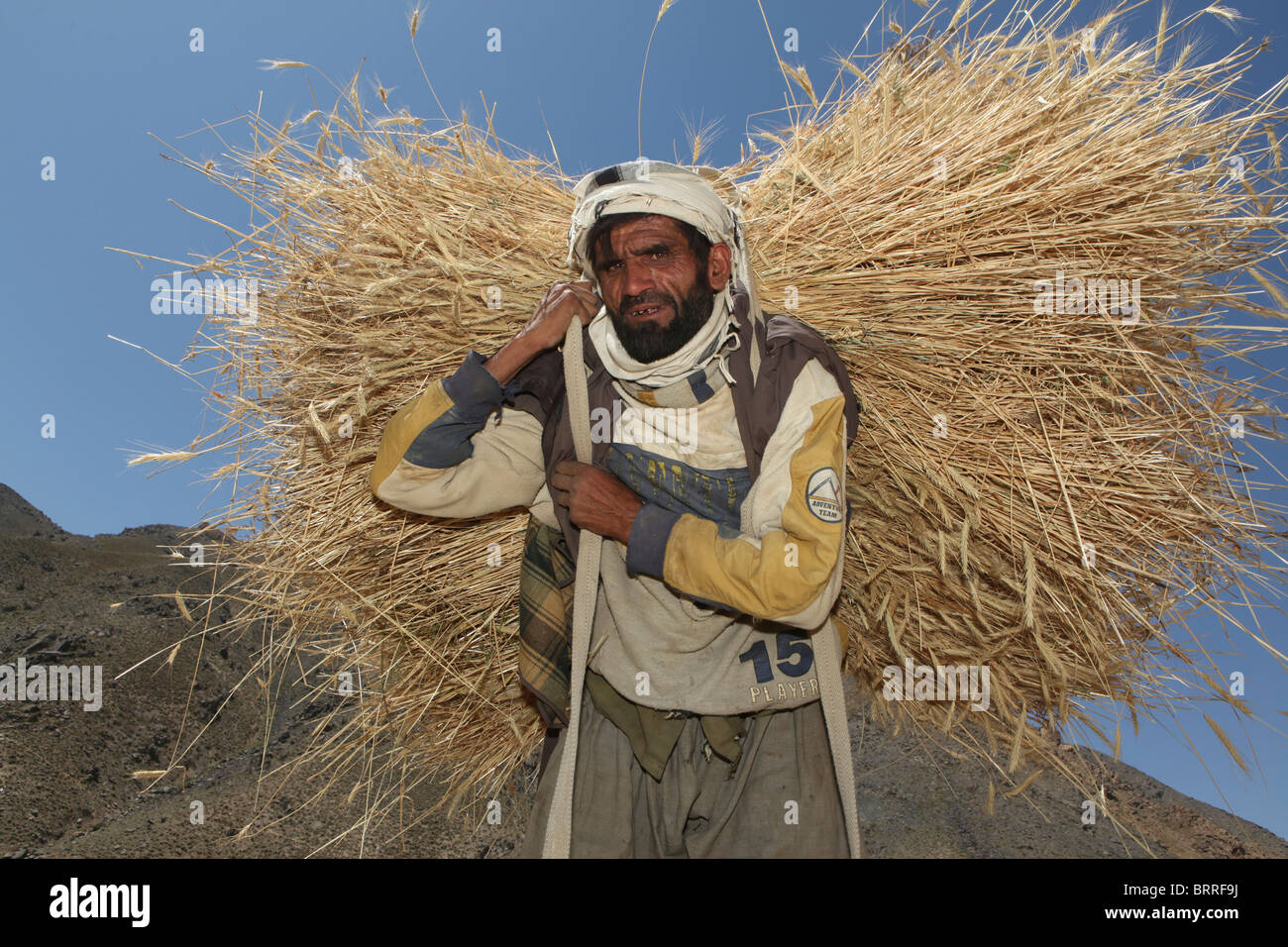 Afghanistan wheat grain hi-res stock photography and images - Alamy