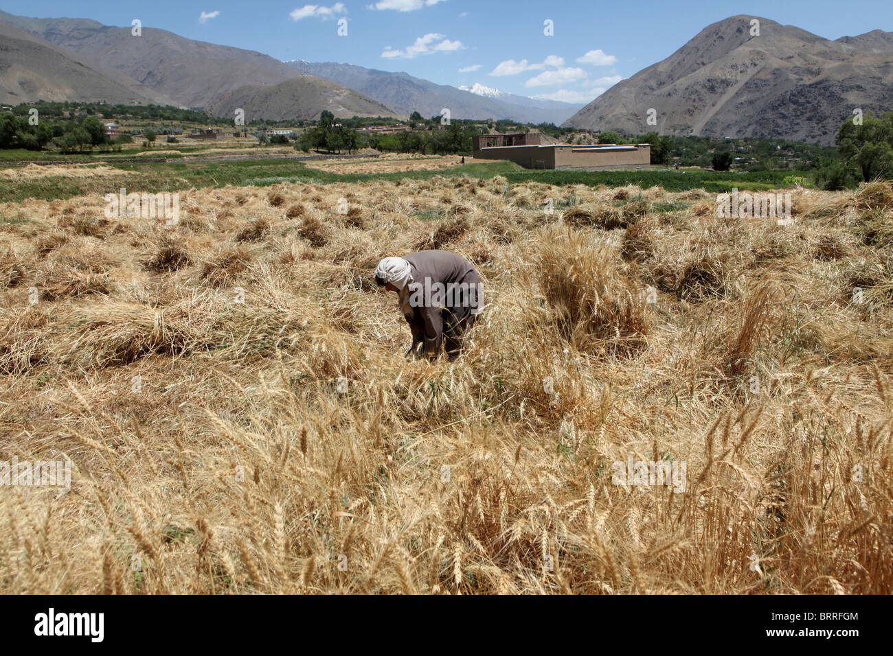 agricultural activities in Afghanistan Stock Photo - Alamy