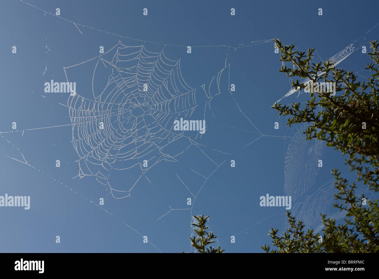 Abstract dew covered cobweb isolated against vivid blue sky Stock Photo ...