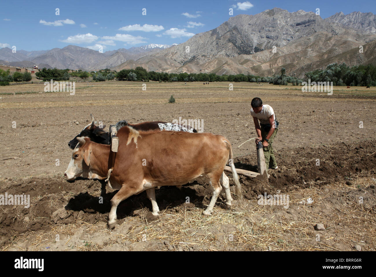 agricultural activities in Afghanistan Stock Photo - Alamy