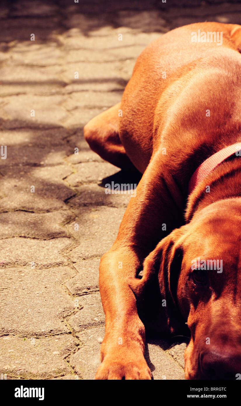 half a dog Stock Photo - Alamy