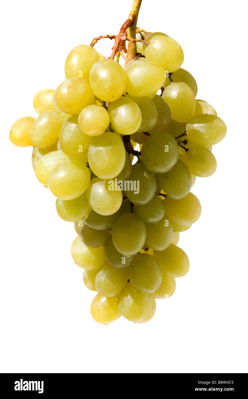 Grape life Cut Out Stock Images & Pictures - Alamy