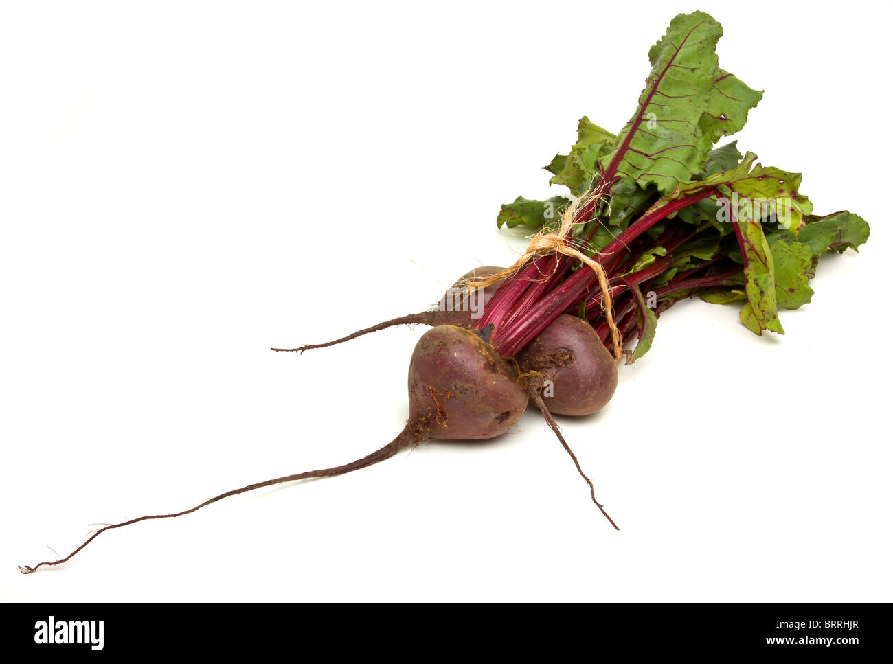 Rhizomorphs or fungal roots Cut Out Stock Images & Pictures - Alamy