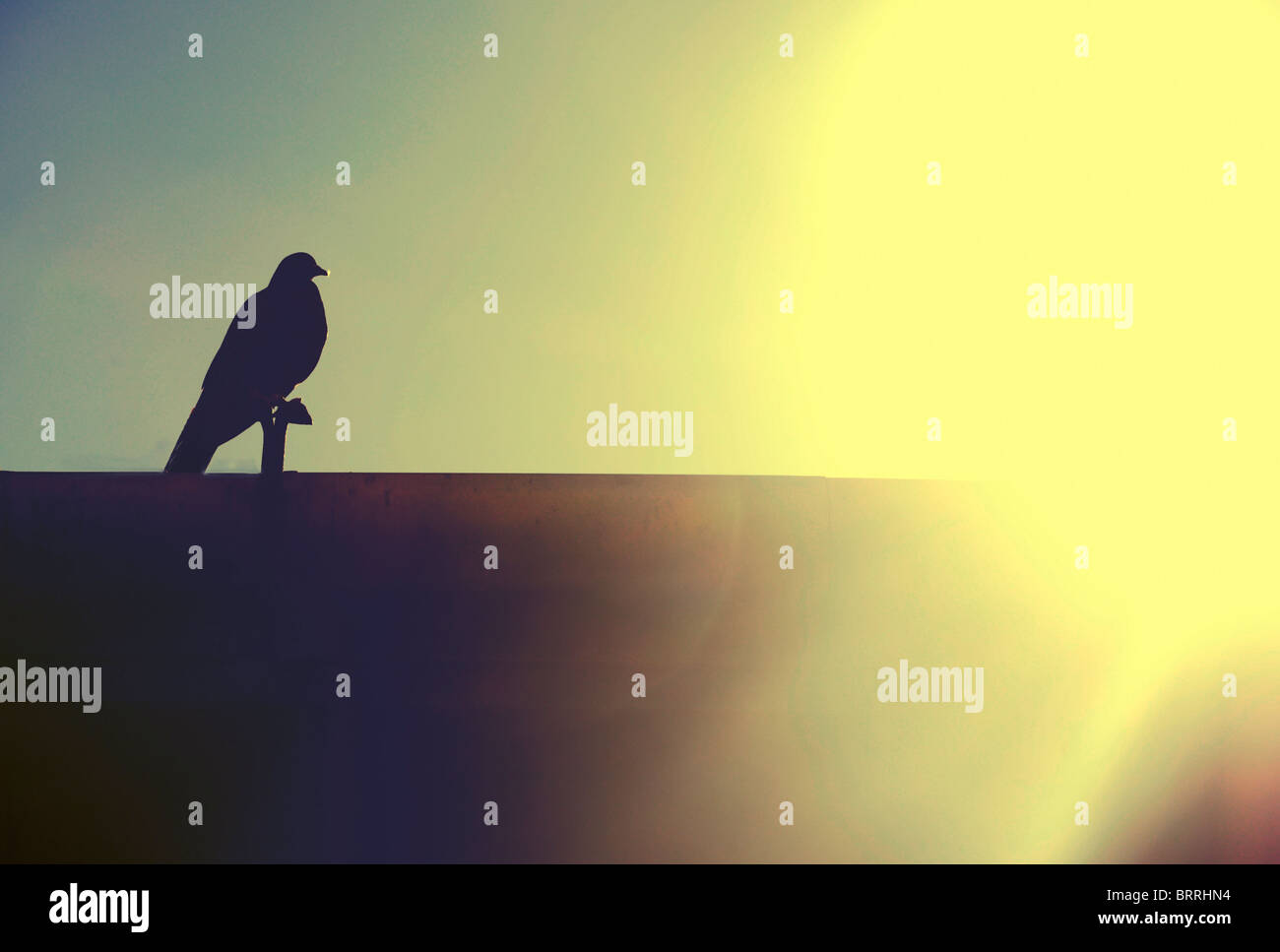 Bird in the sun Stock Photo - Alamy