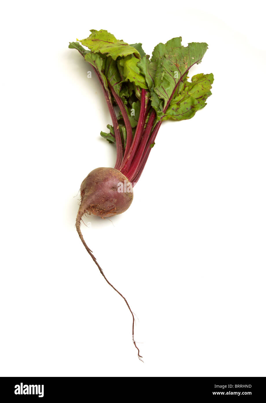 Plant tops Cut Out Stock Images & Pictures - Alamy