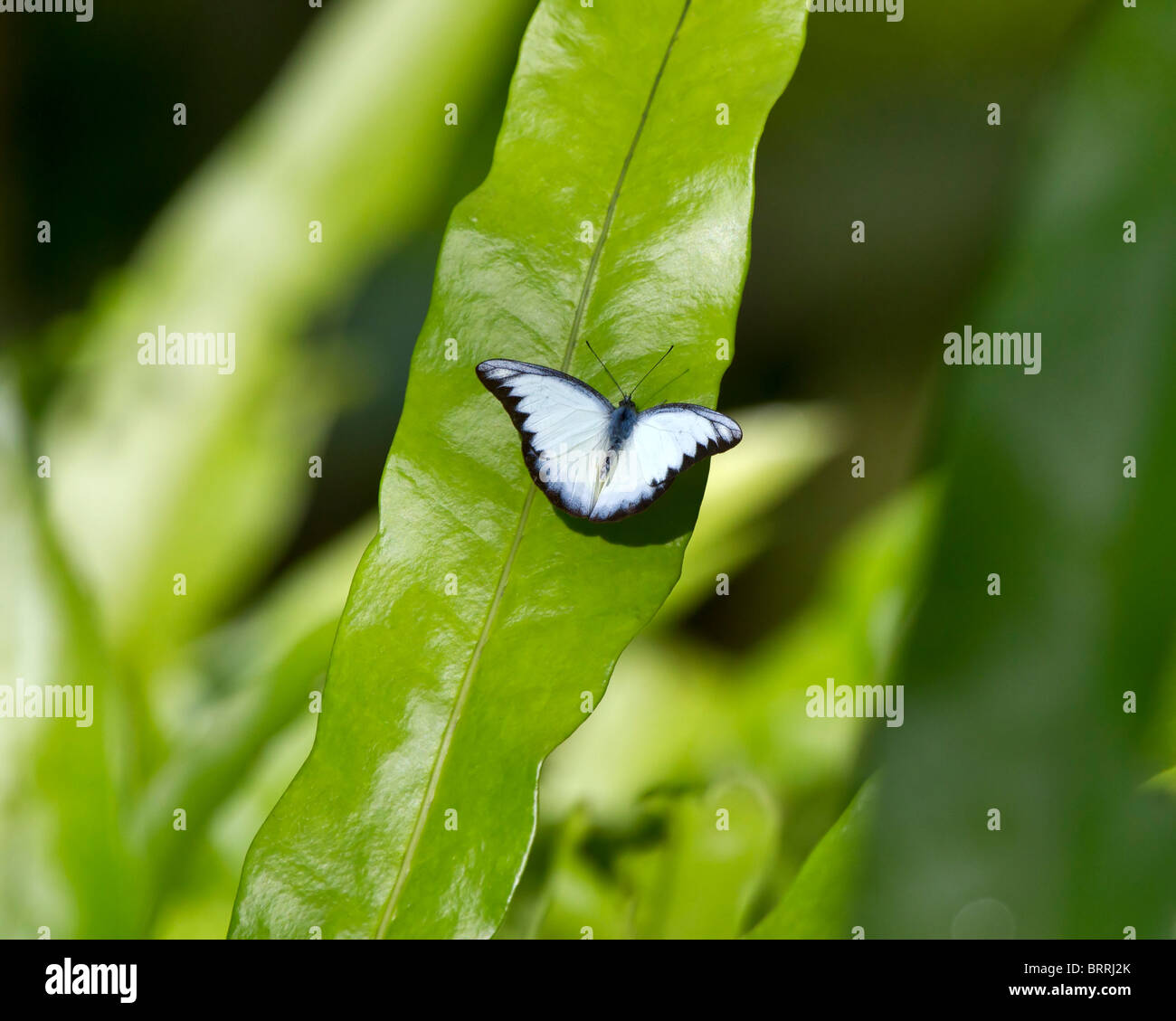 Common albatross butterfly hi-res stock photography and images - Alamy