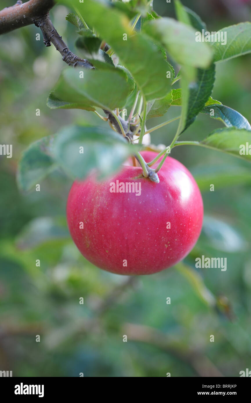 USA Victor New York NY red spartan apples at the The Apple Farm Ontario ...