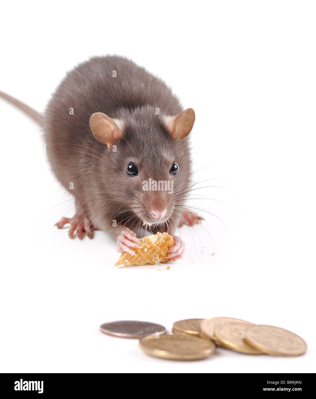 Rat hi-res stock photography and images - Alamy