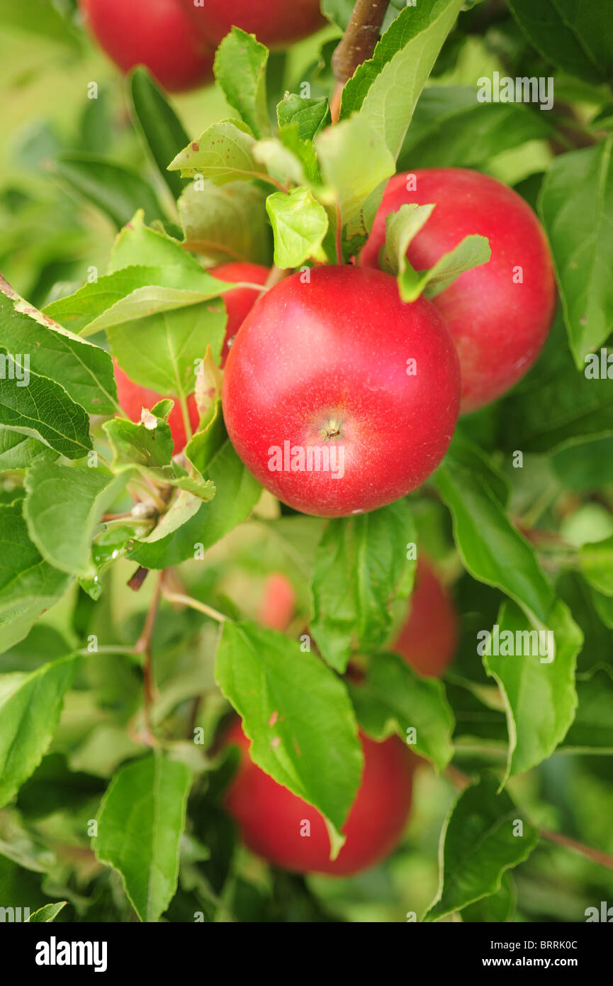 USA Victor New York NY red spartan apples at the The Apple Farm Ontario ...