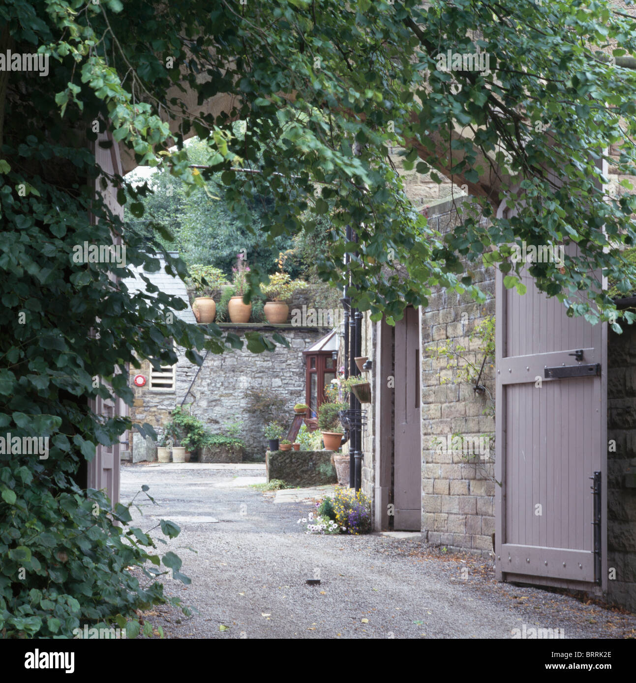 Branches of tree above arched gateway with double doors to courtyard of ...