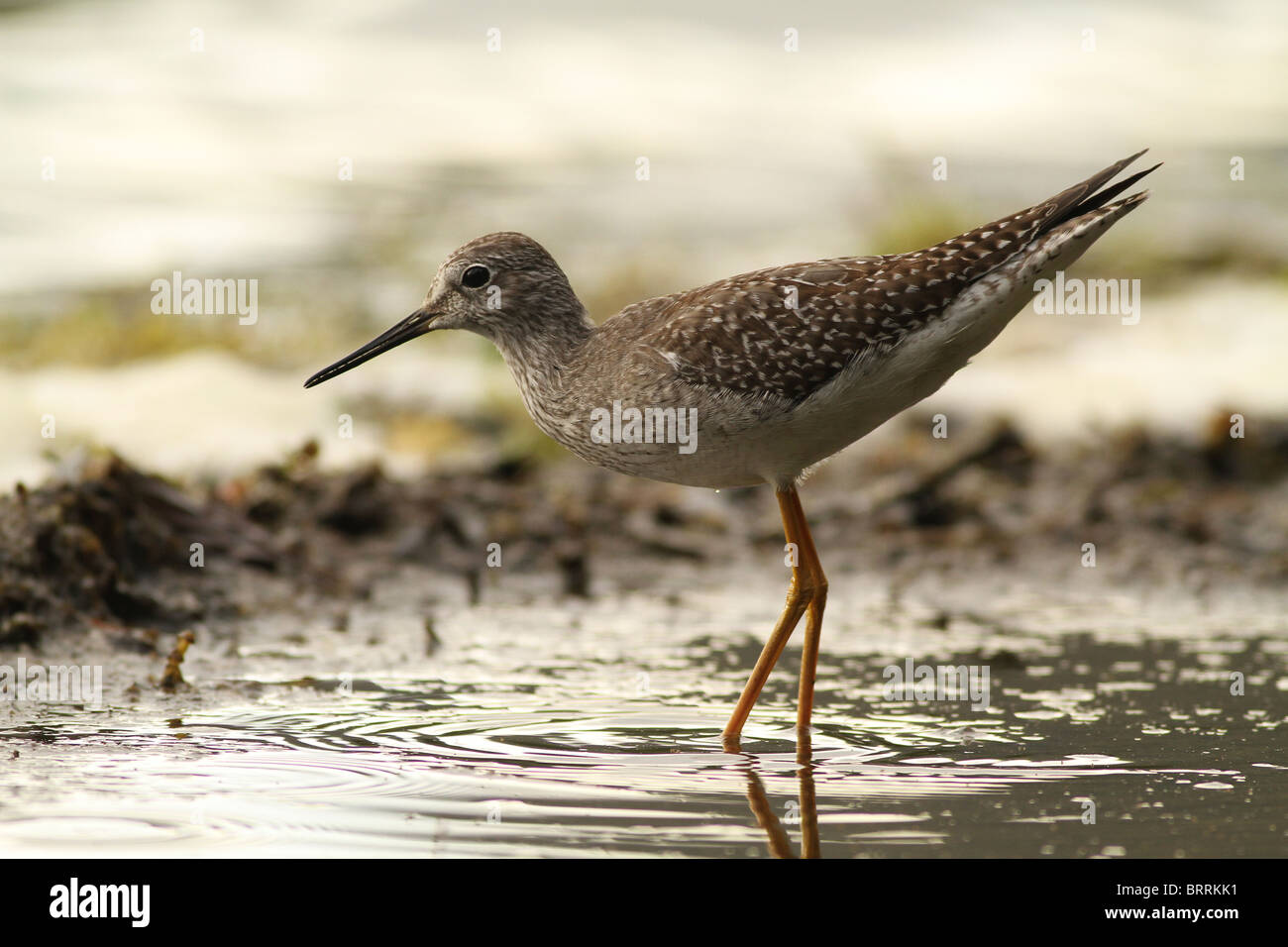 The Lesser Yellowlegs portrait near the water looking for food Stock ...