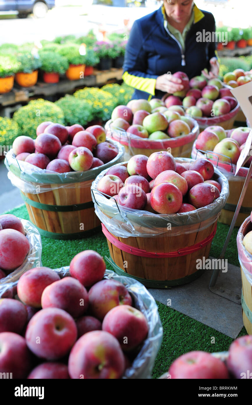 USA New York Naples NY Woman picking out apples at Joseph's Wayside ...