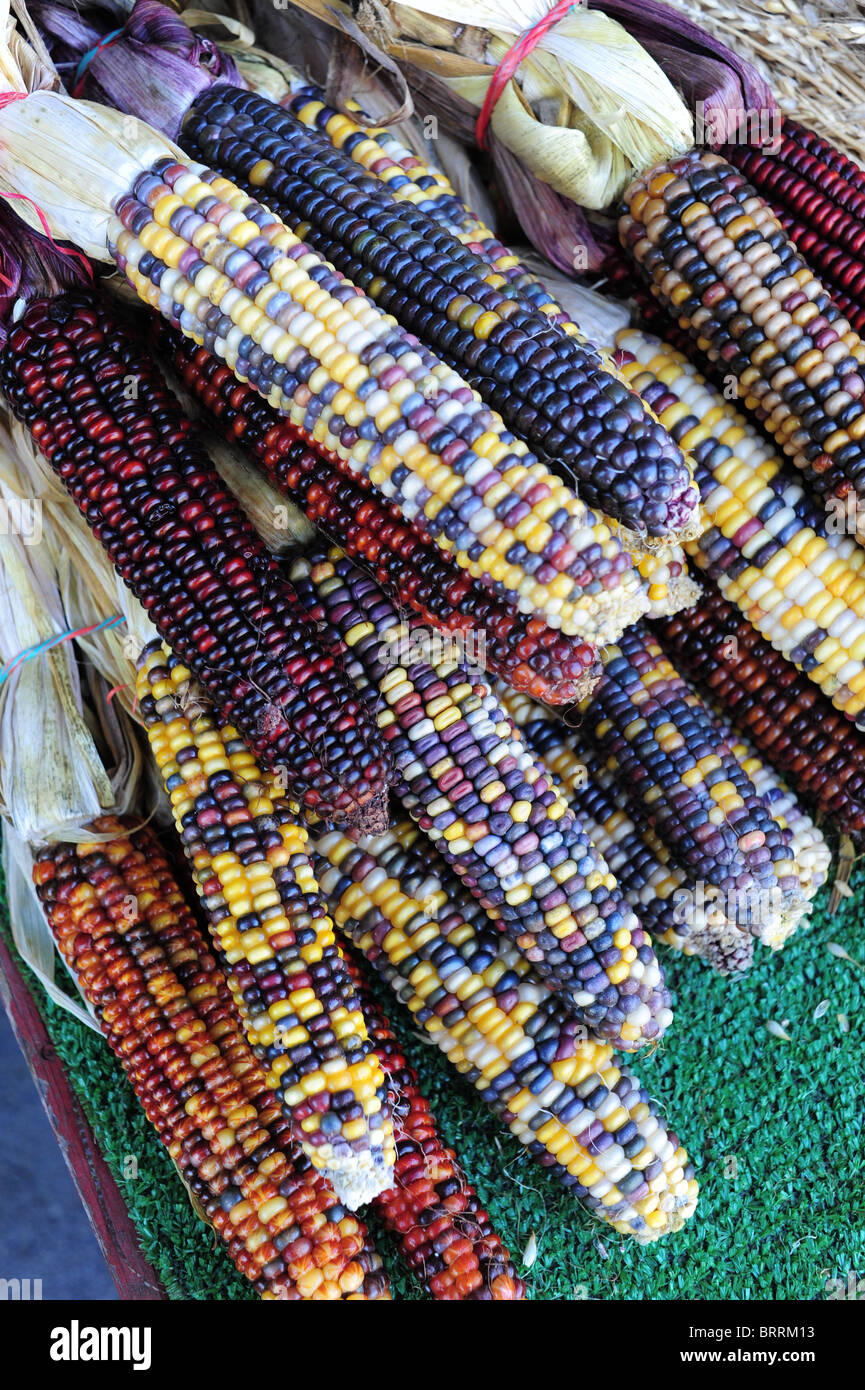 USA New York Naples Indian corn at Joseph's Wayside produce market ...