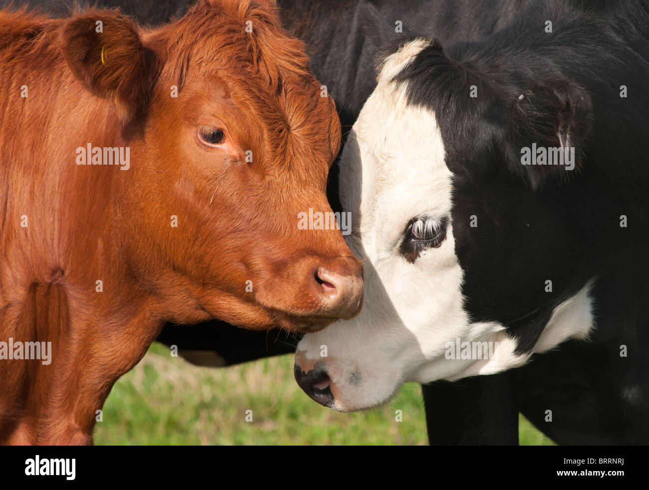 Two cows sharing a tender moment Stock Photo - Alamy