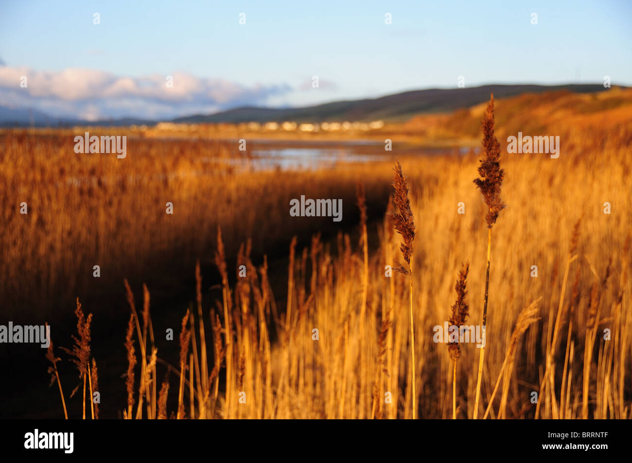 Narrow field of depth hi-res stock photography and images - Alamy
