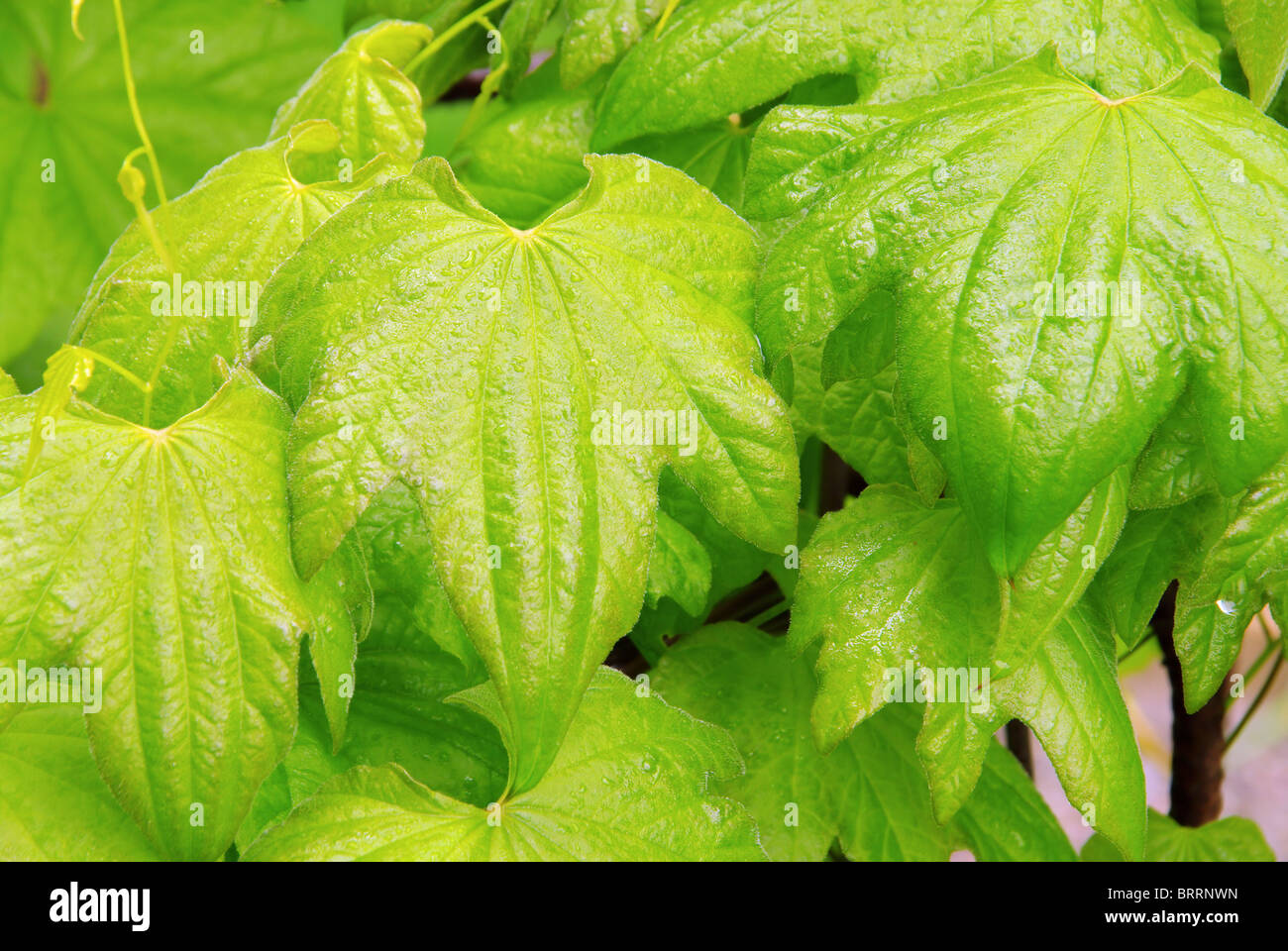 Yam plant hi-res stock photography and images - Alamy