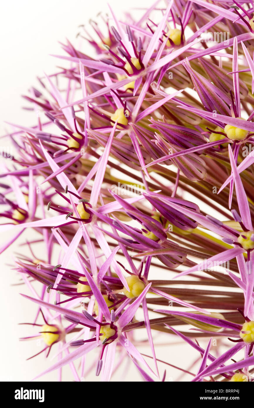 Flower head of an Allium (Christophii variety) on a white background ...