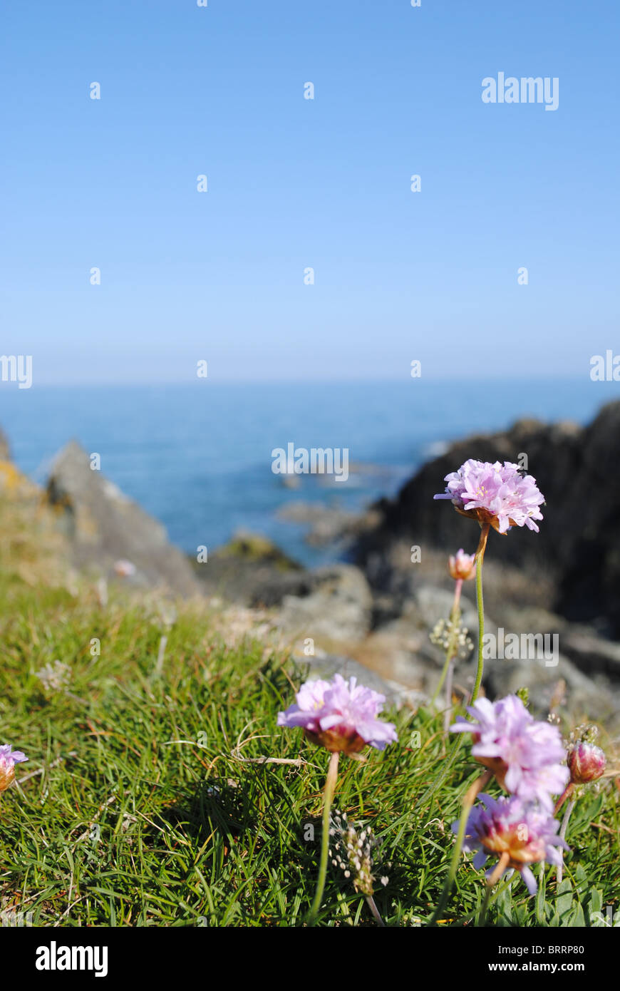 wild flowers on a cliff side by the sea Stock Photo - Alamy