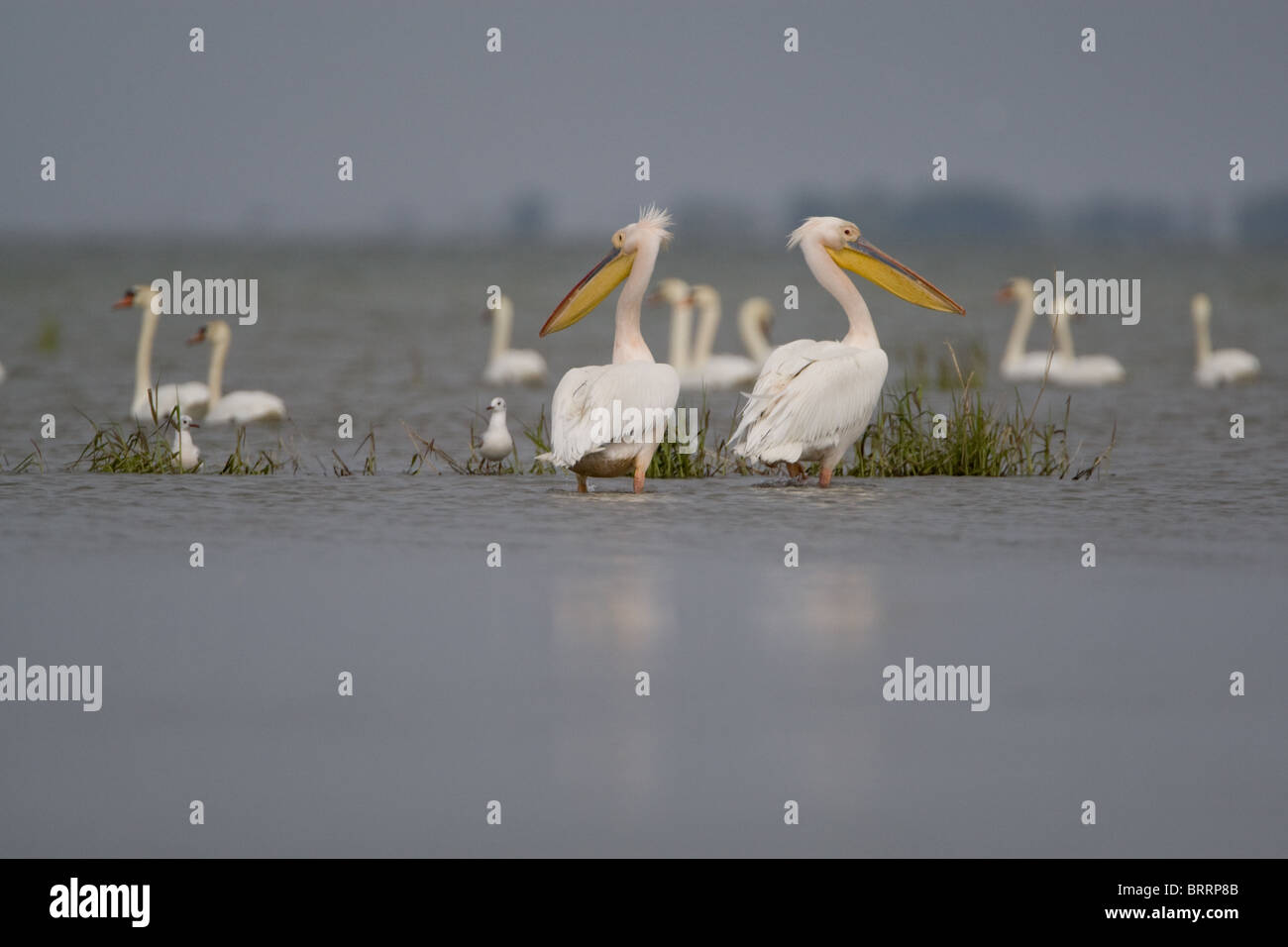 Pelican Bird Water Bird Sea Bird Sea Life Wildlife Delta Danube Delta ...
