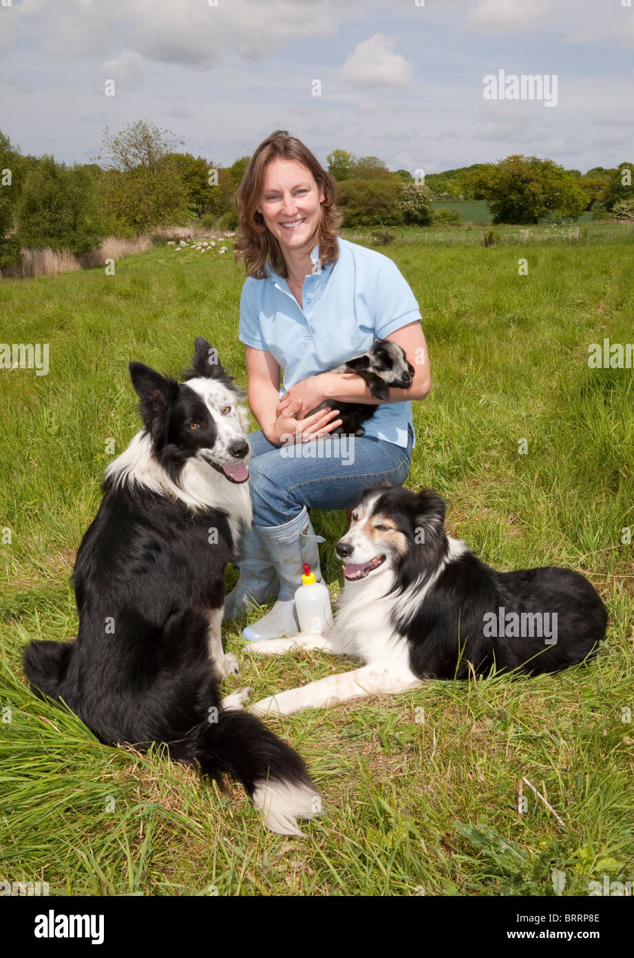 Collie holding sheep hi-res stock photography and images - Alamy