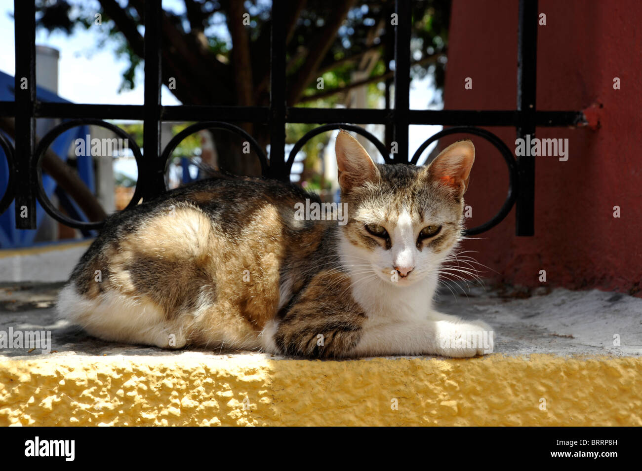 Greek cats hi-res stock photography and images - Alamy