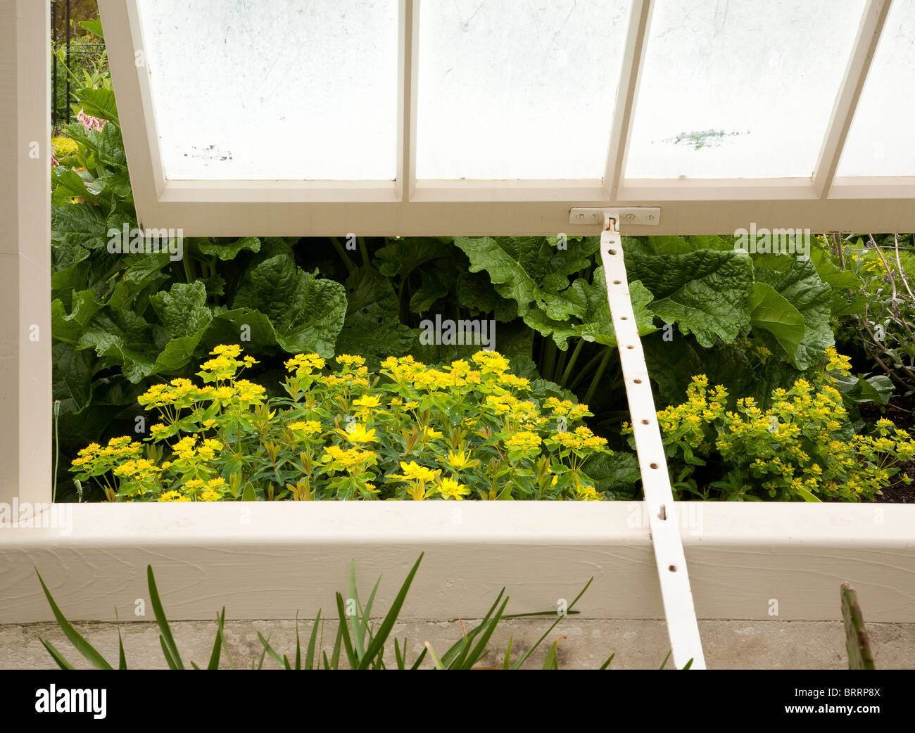 An open greenhouse window in summer Stock Photo - Alamy