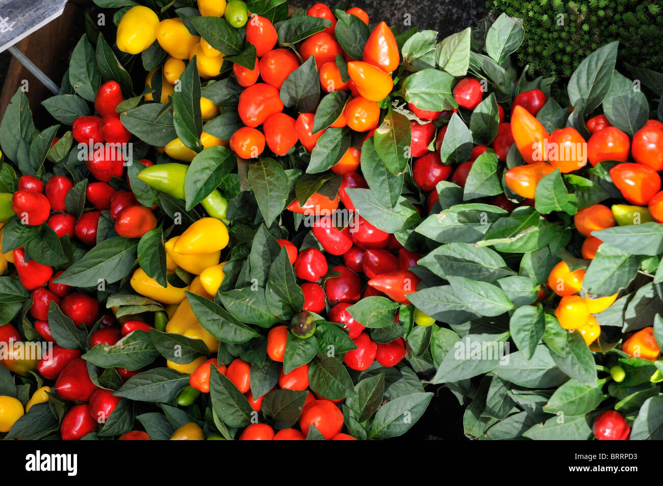 Chilly pepper hi-res stock photography and images - Alamy