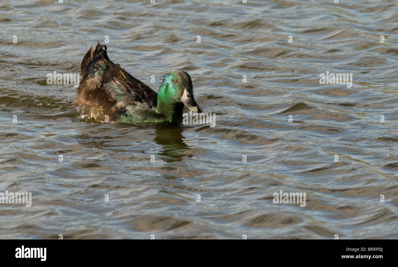 Hybrid duck hi-res stock photography and images - Alamy