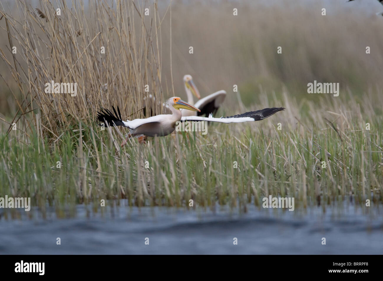 Pelican Bird Water Bird Sea Bird Sea Life Wildlife Delta Danube Delta ...
