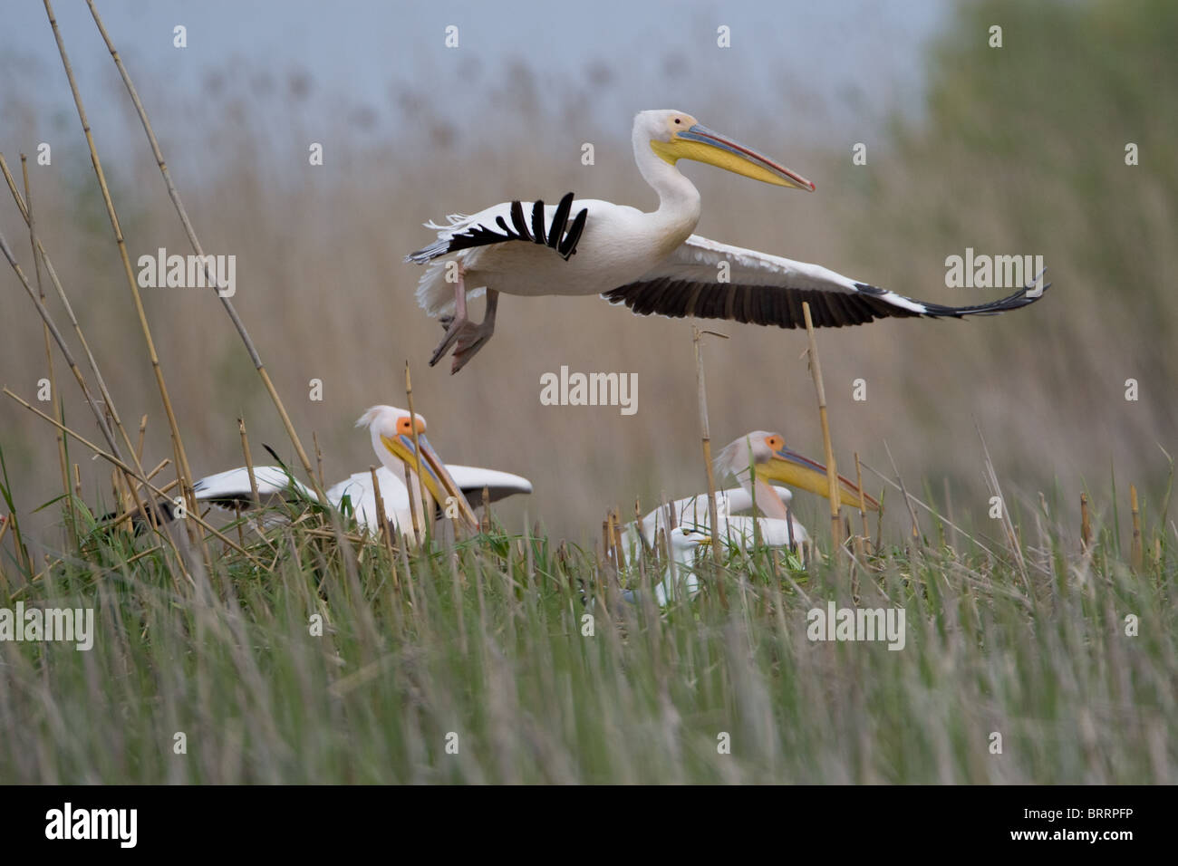 Pelican Bird Water Bird Sea Bird Sea Life Wildlife Delta Danube Delta ...