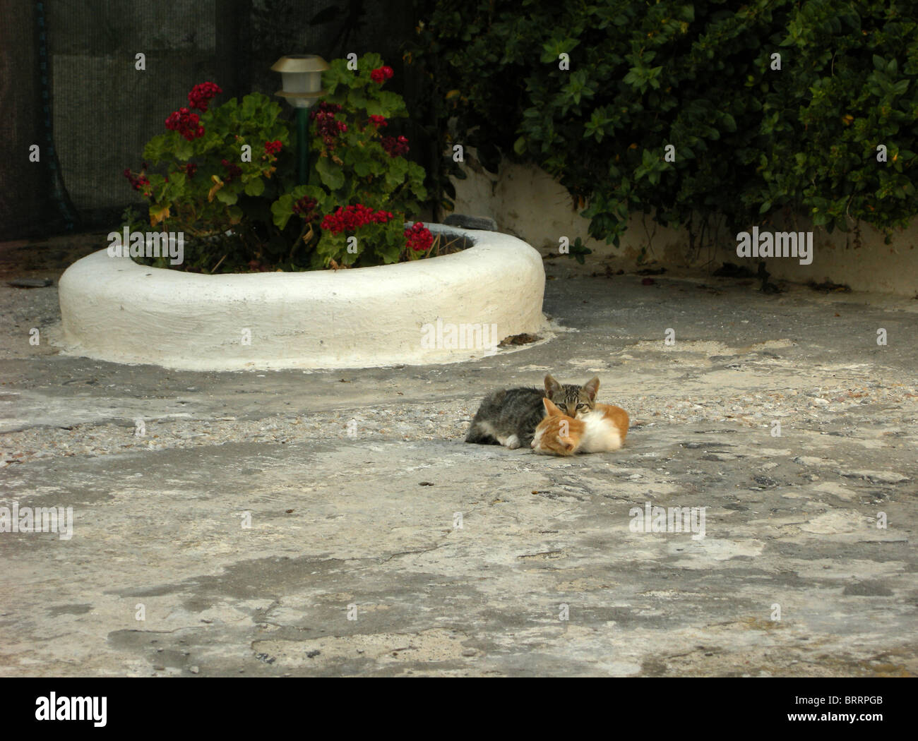 Greek cats hi-res stock photography and images - Alamy