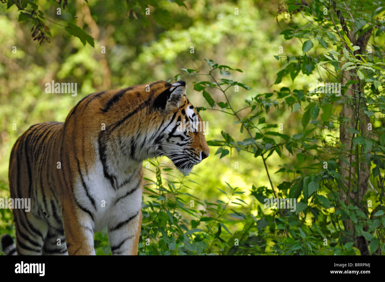 Closeup portrait sumatran tiger hi-res stock photography and images - Alamy