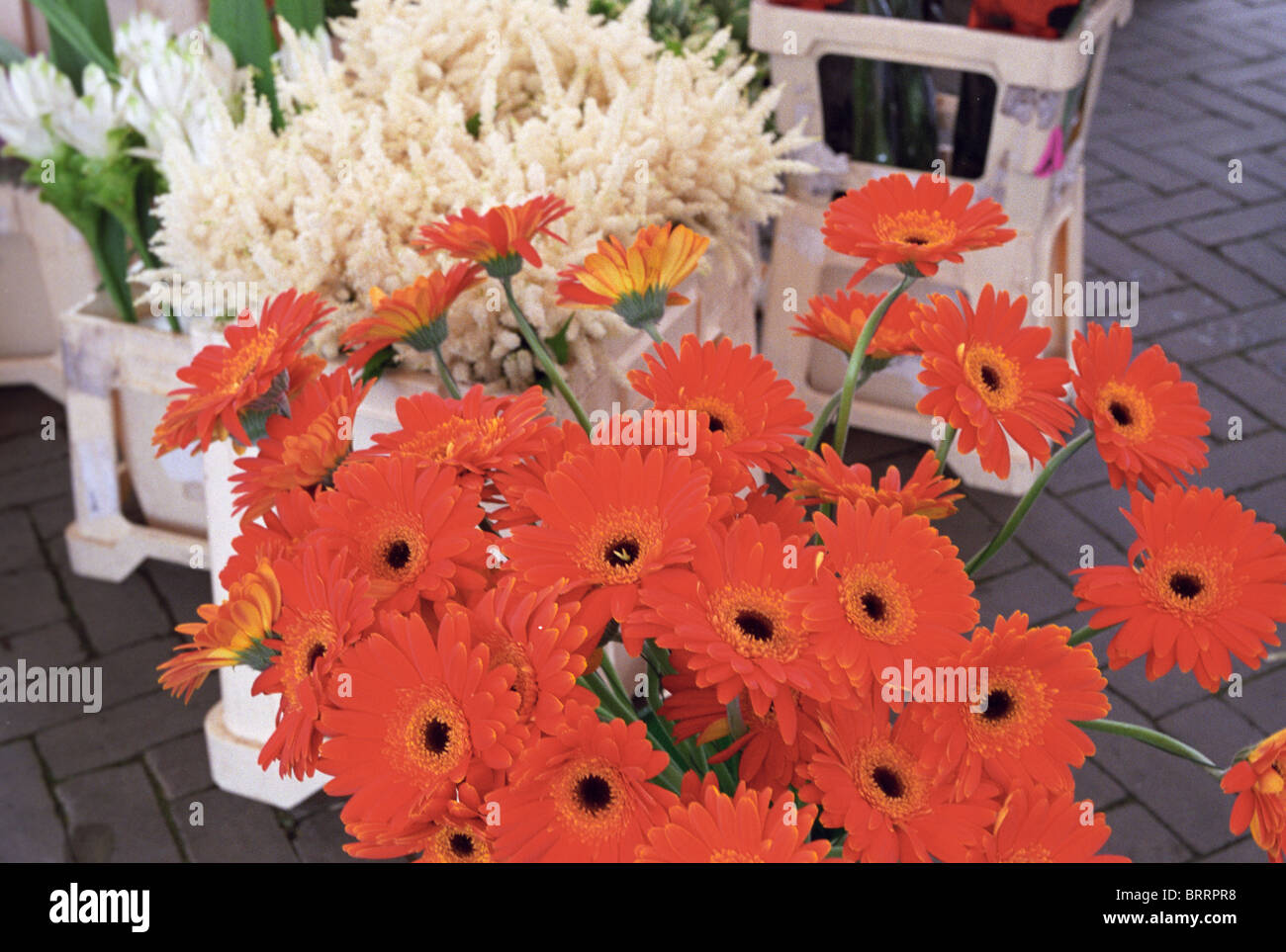 Geum - Orange flowers, national colour of the Netherlands in Amsterdam ...
