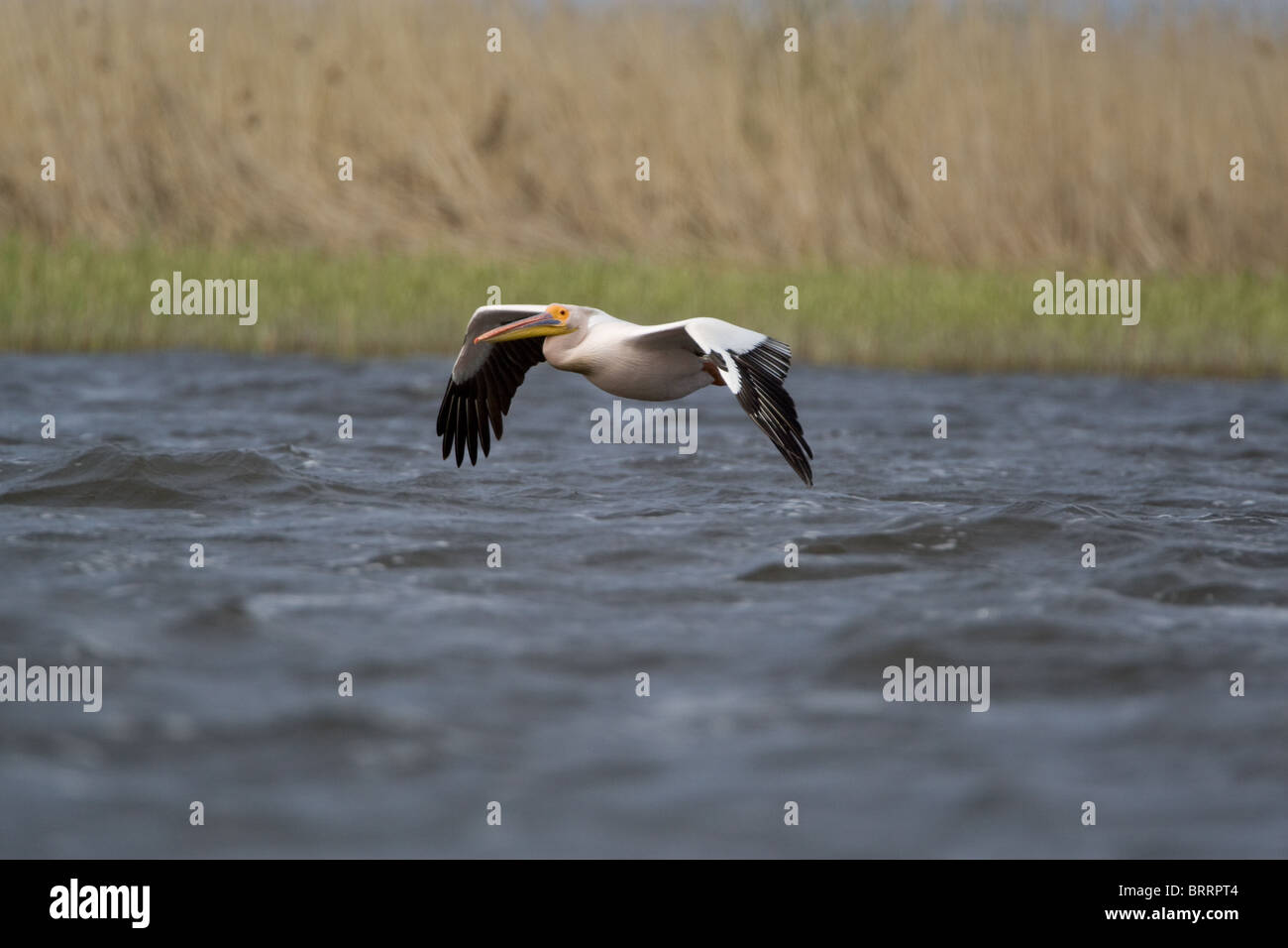 Pelican Bird Water Bird Sea Bird Sea Life Wildlife Delta Danube Delta ...