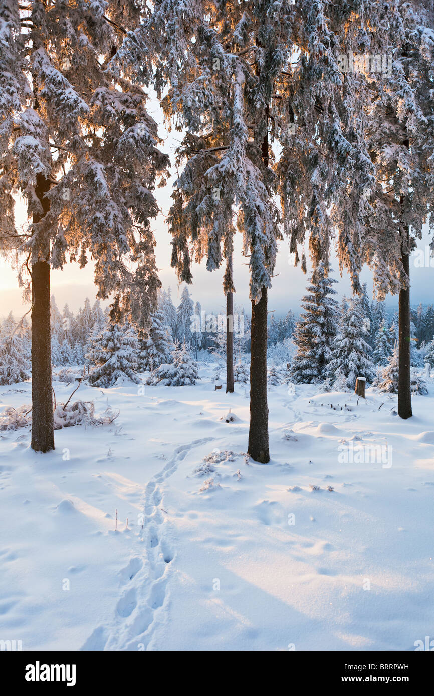 winter forest in Harz mountains, Germany Stock Photo - Alamy