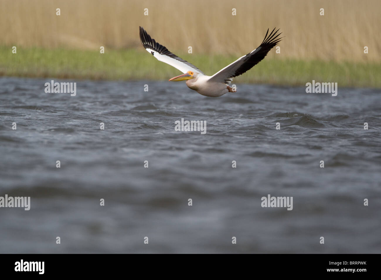 Pelican Bird Water Bird Sea Bird Sea Life Wildlife Delta Danube Delta ...