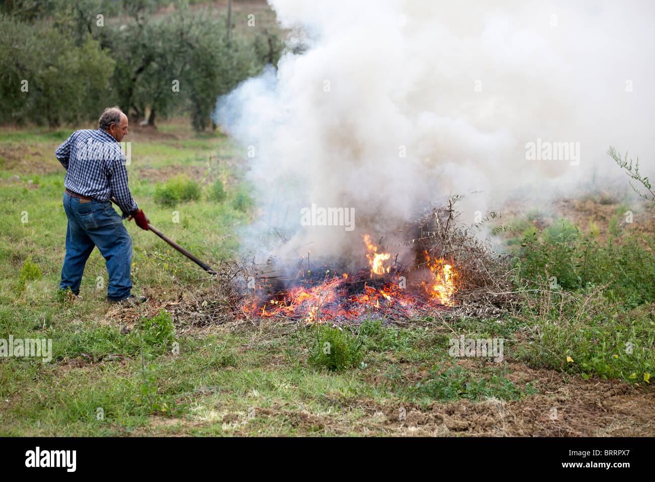 Olive tree branches hi-res stock photography and images - Alamy