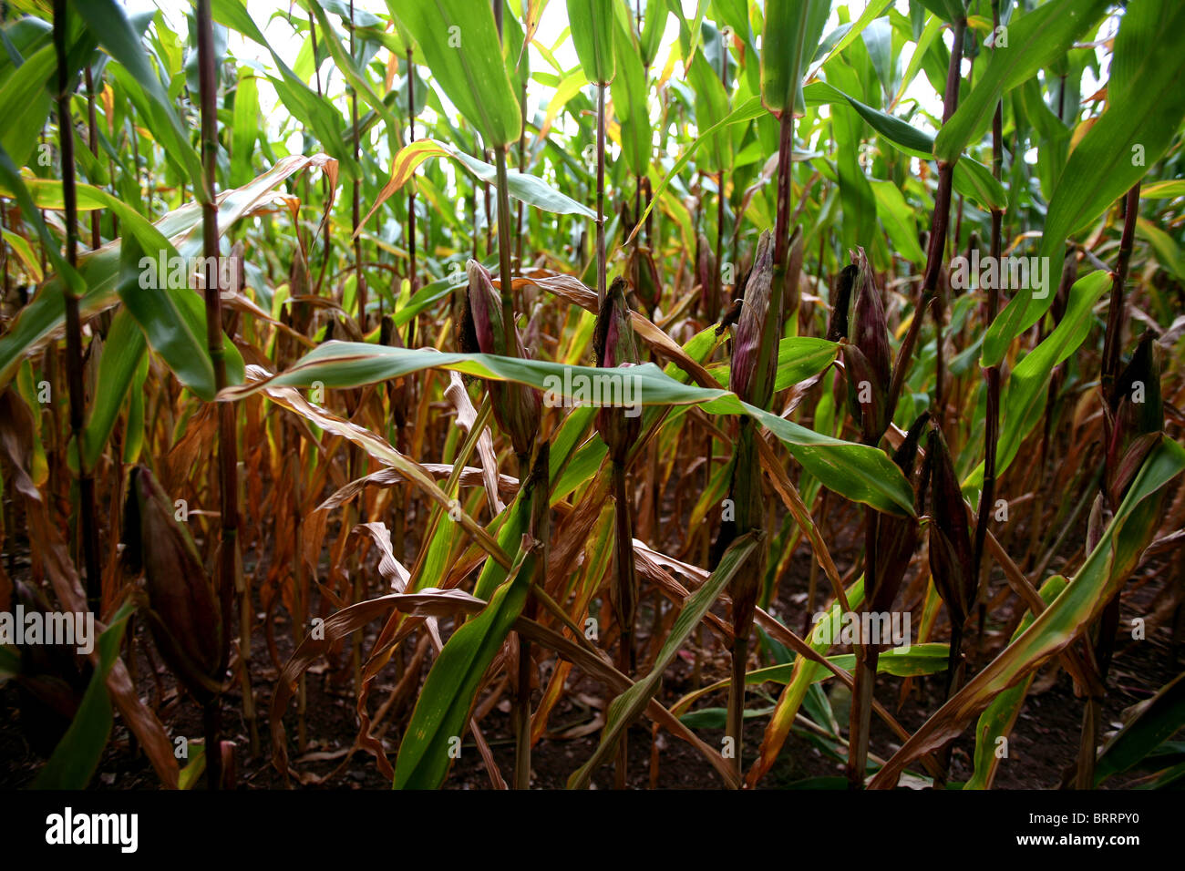 Corn field seen from ground Stock Photo - Alamy