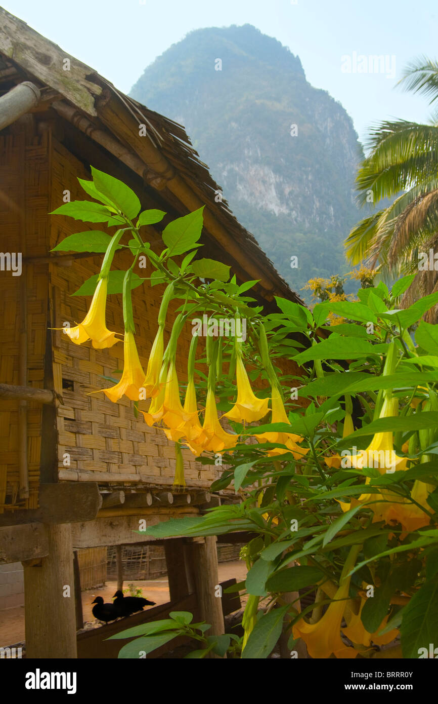 Datura High Resolution Stock Photography and Images - Alamy