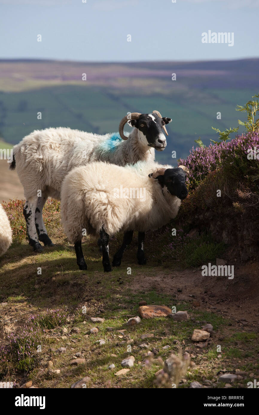 Sheep on north yorkshire moors hi-res stock photography and images - Alamy
