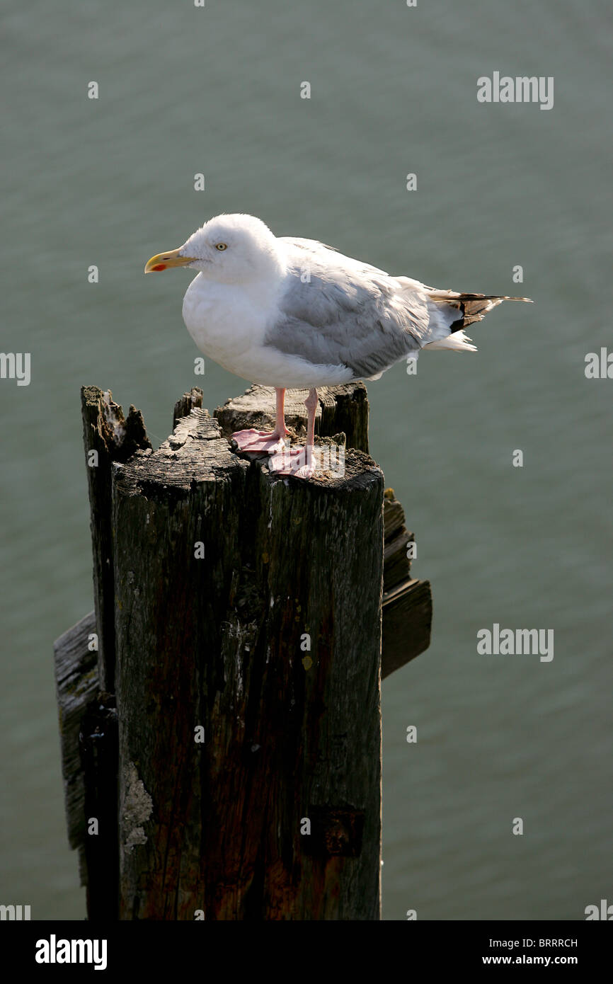 A seagull perched on an old wooden post on the Thames in London Stock ...