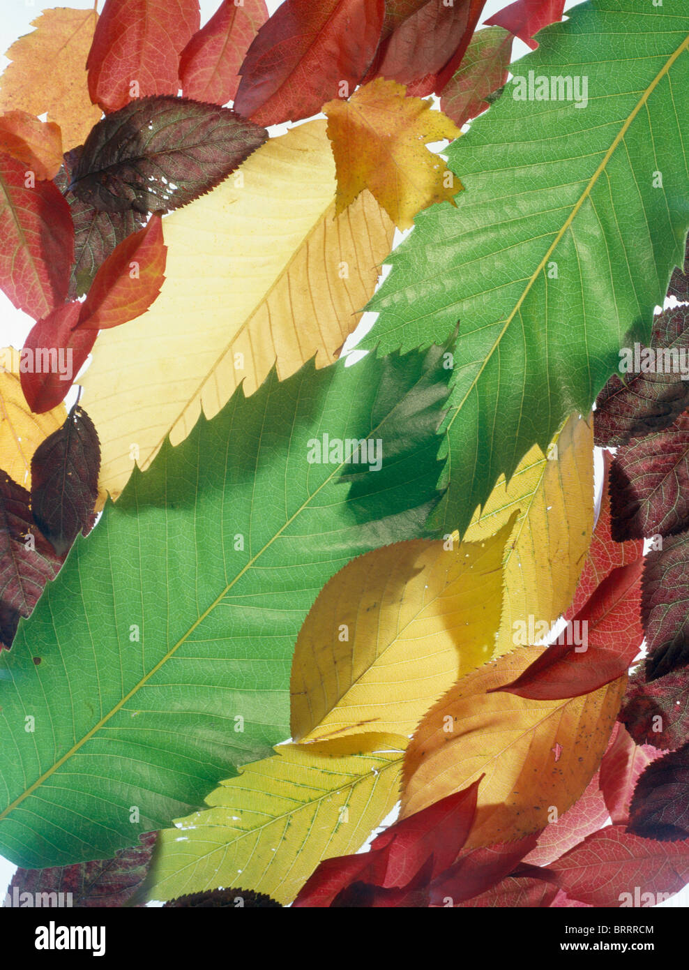 Still-Life of autumn leaves Stock Photo - Alamy
