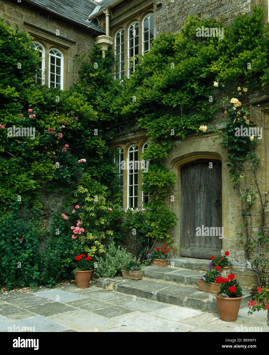 Red geraniums in pots on stone steps to front door of 18th century ...