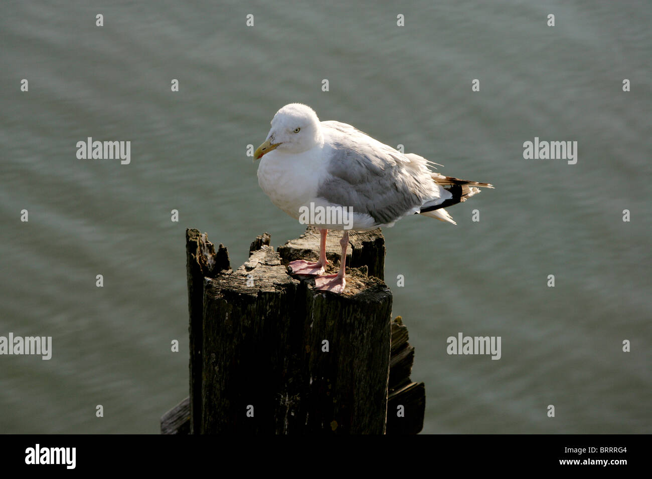 A seagull perched on an old wooden post on the Thames in London Stock ...