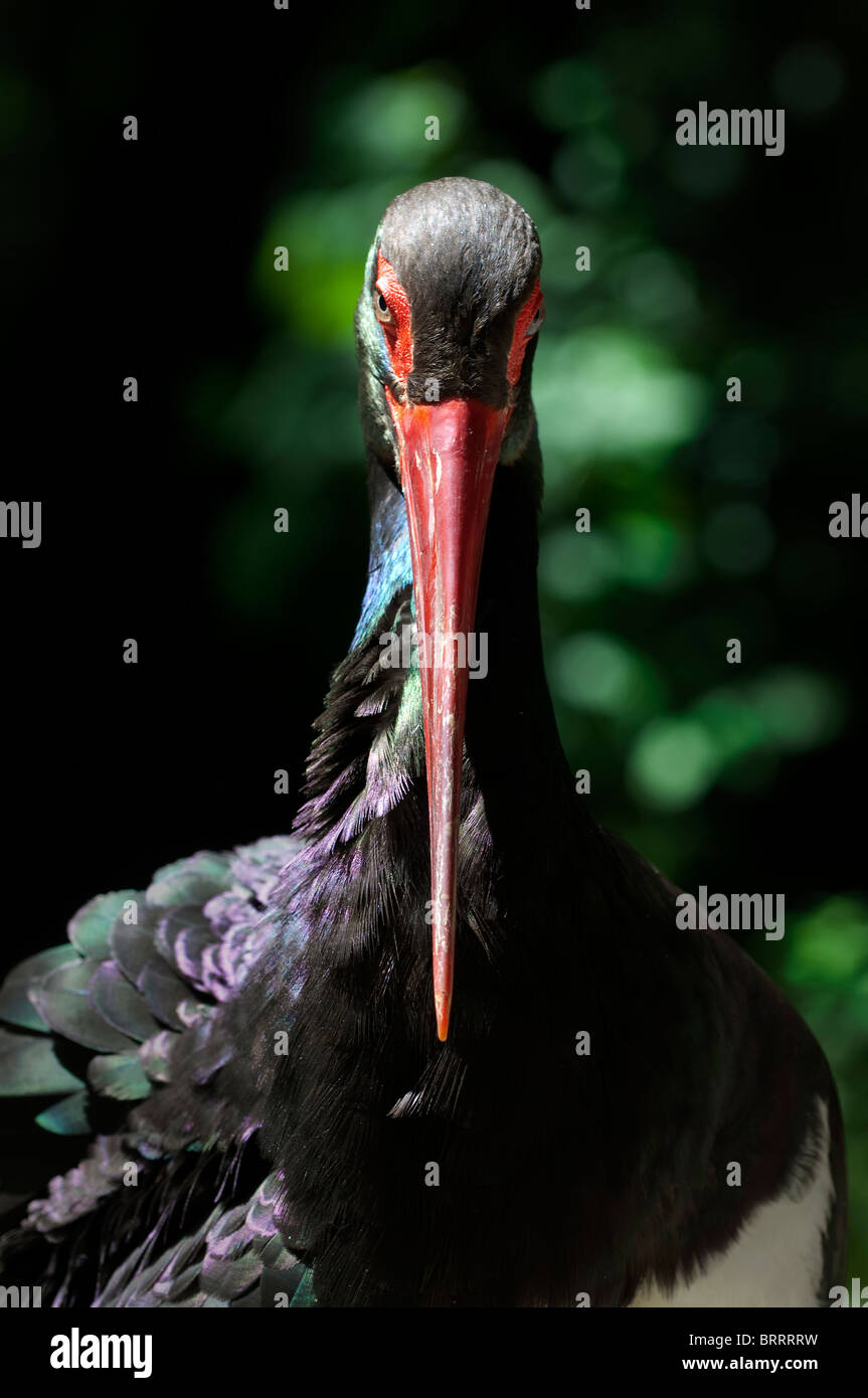 Stork with red nose Stock Photo - Alamy