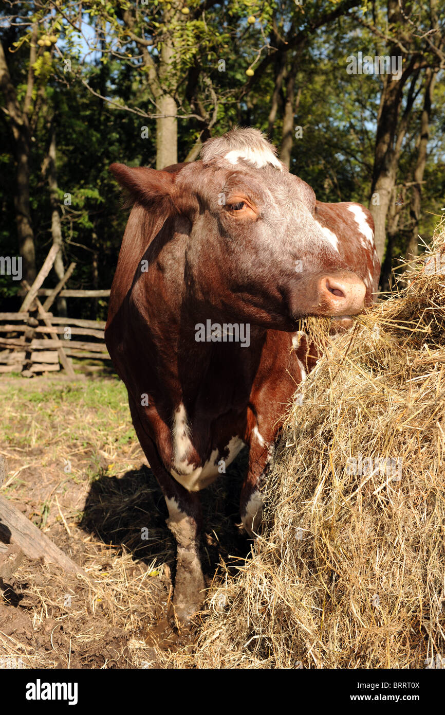 Setting animal hi-res stock photography and images - Alamy